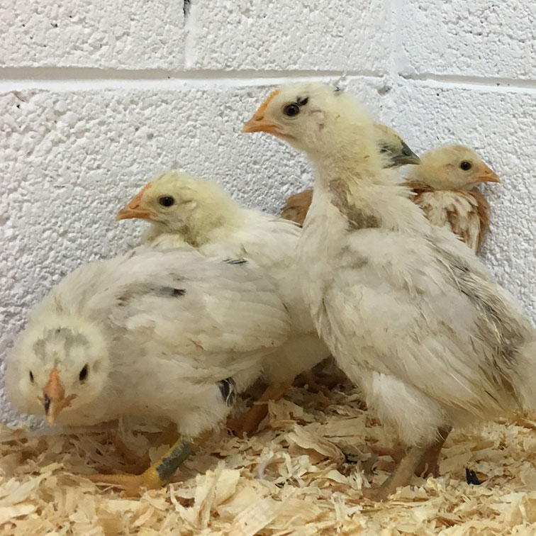 COSMOPOLITAN CHICKEN - Wasserman Projects